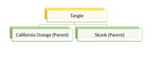 Tangie Strain - The Ultimate Guide - Marijuana Science